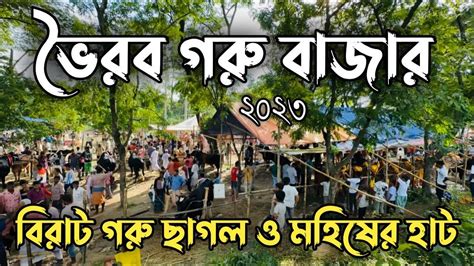 ভৈরবের ঐতিহ্যবাহী বিরাট গরু ছাগল ও মহিষের হাট ২০২৩😍bhairab Kurbanir Poshur Hat 2023