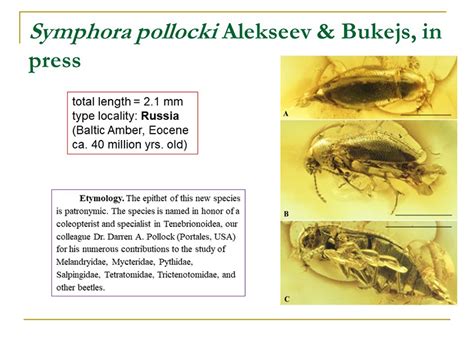 Enmu Professors Beetle Discovery Named After Three Legendary Bird Pokémon
