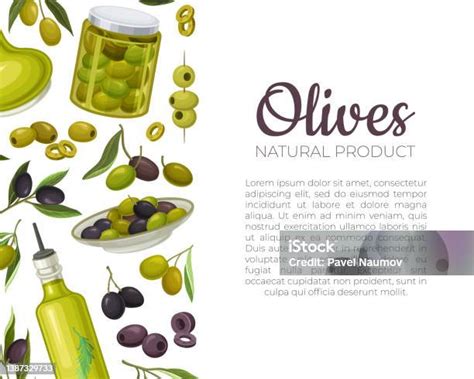 텍스트를 위한 장소와 올리브 배너 템플릿 유기농 천연 제품 브로셔 포장 디자인 0명에 대한 스톡 벡터 아트 및 기타 이미지 0명 가리기 배너 표지판 Istock