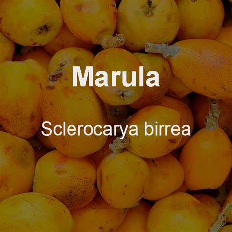 Marula olie • HeartOfDreams