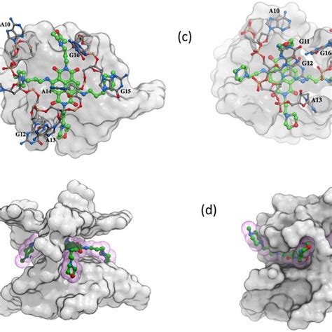 Pdf A G Quadruplex Binding Compound Showing Anti Tumour Activity In An In Vivo Model For