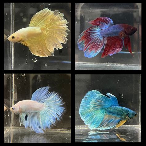 Male Betta Assorted Colours The Fish Farm