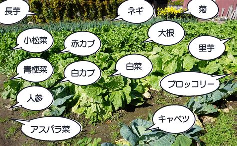Sashalog
