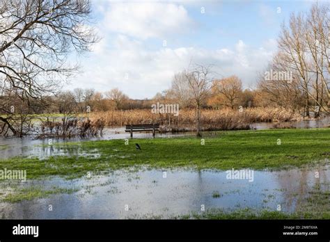 Swollen River Avon In Salisbury Wiltshire England Uk Causing