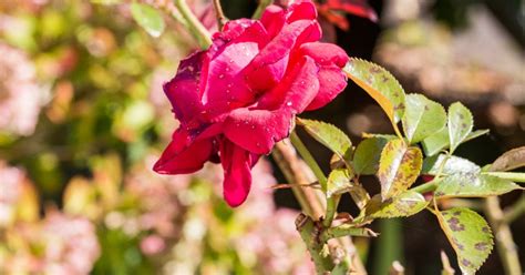 Taches Noires Sur Les Feuilles Des Rosiers 4 Astuces Naturelles Pour