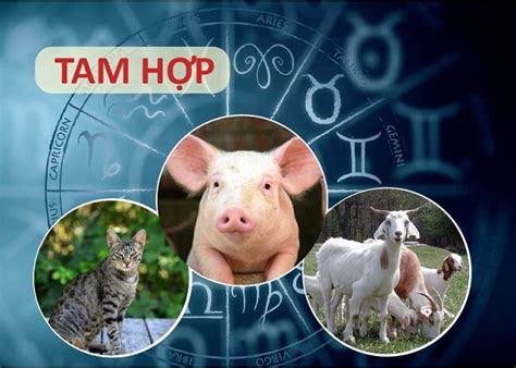 Tam Hợp Tuổi Mão Là Gì Những Kiến Thức Cần Biết Về Tam Hợp Tuổi Mão