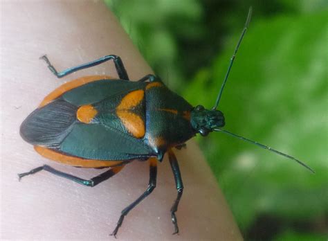 Florida Predatory Stink Bug Whats That Bug