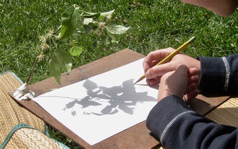 Daily Walks Drawing Around Shadows N Family Club