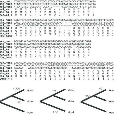 multiple sequence alignment for an example gene four segments for the