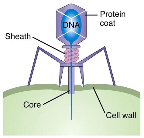 Bacteriophage Diagram And Functions Bacteriophage Virus Stru