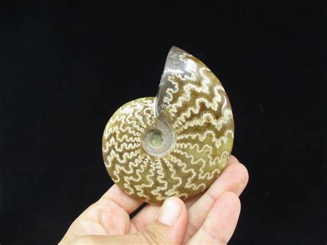 Sutured Ammonite Fossil Polished