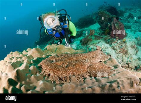 Tasselled Wobbegong And Scuba Diver Eucrossorhinchus Dasypogon Raja