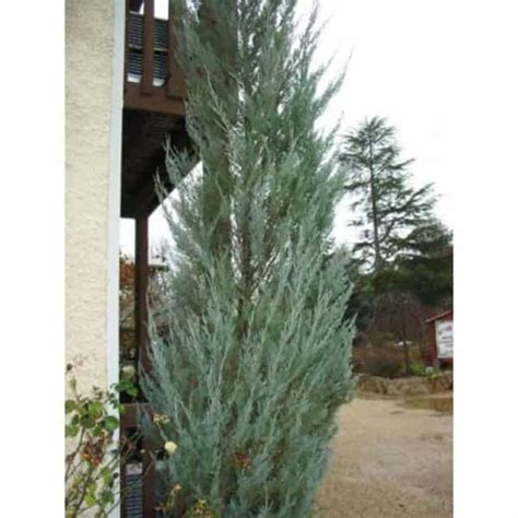 Juniperus Virginiana Skyrocket