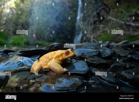 A Rare Albino Common Toad Or Bufo Bufo Is Captured On Wet Rocks Near A