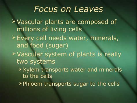 Leaf Classification Combined Ppt