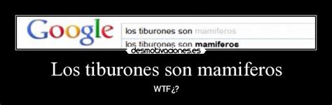 Los Tiburones Son Mamiferos Desmotivaciones