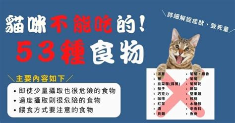 【小步舞曲貓：拿破崙】個性、芒奇金的特徵差異和費用與飼養方式 吸貓上癮