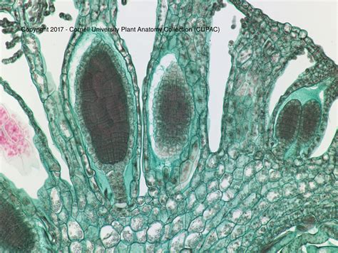 Cupac Anatomy Slide Images