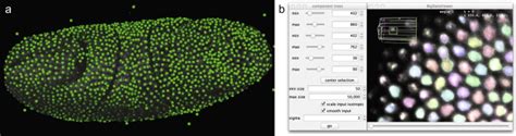 Segmentation Of Nuclei In A Drosophila Embryo In Large Datasets