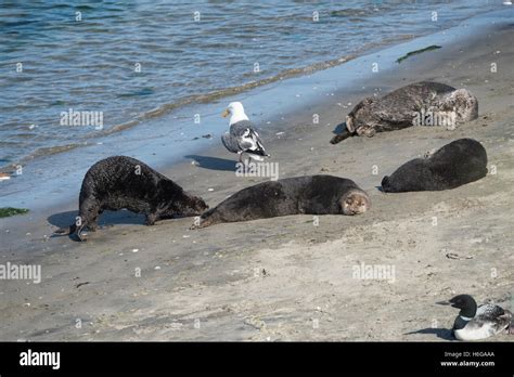 Southern Sea Otters Enhydra Lutris Nereis Bask On The Beach With A