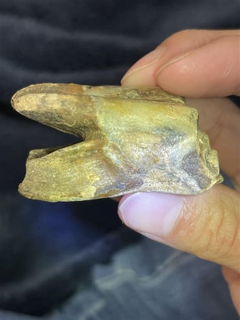 Dino Tooth R Whatsthisrock