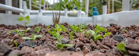 What Is The Difference Between Hydroponics Aquaponics And Aquaculture