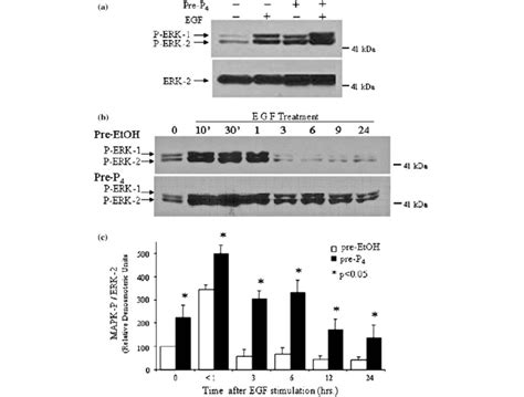 Progesterone Potentiates Egf Induced Erk 1 2 Phosphorylation A