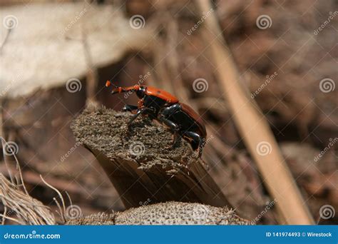 Red Palm Weevil Stock Image Image Of Weevil Beetle 141974493