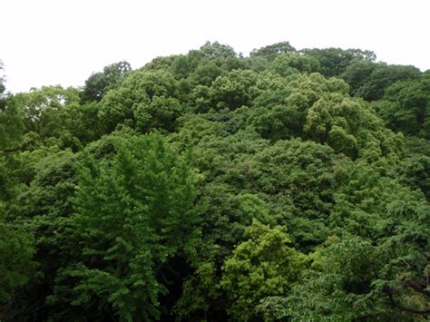 近畿中国森林管理局 神戸林山風景林