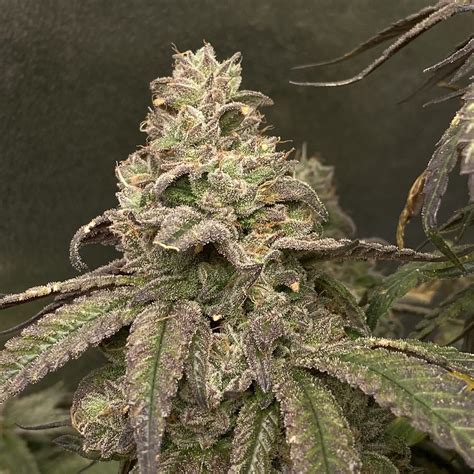 Gorilla Valley Growbif