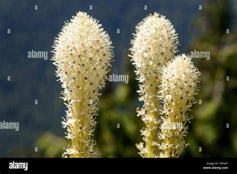 Olympic National Park Washington State Bear Grass Xerophyllum Tenax