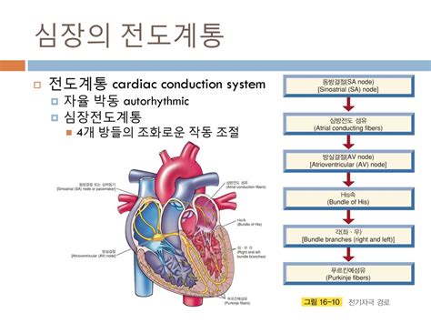 Chapter 16 심장의 구조 Ppt Download