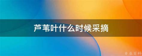 芦苇叶什么时候采摘 业百科