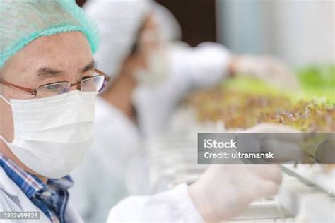 수경 재배 농장에서 채소를 수확하는 과학자 선임 남자 수경 식물 농장 유기농 채소와 건강 식품을 재배하는 개념 Stem 주제에