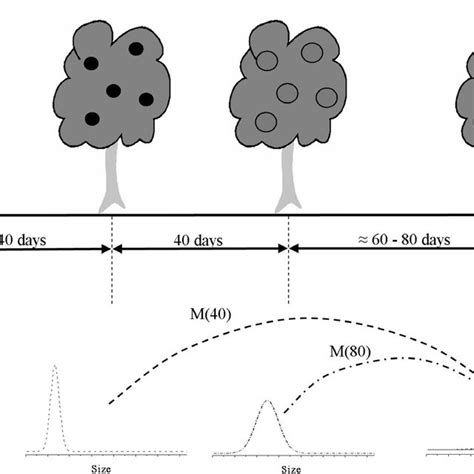 Diagram Of A Markovian Model Download Scientific Diagram