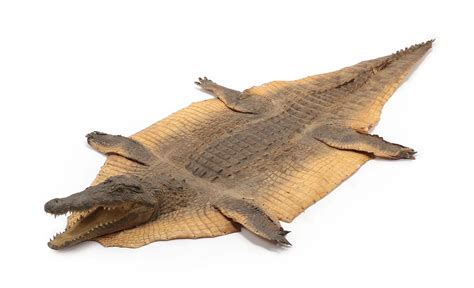 Lot 2181 Taxidermy Nile Crocodile Crocodylus