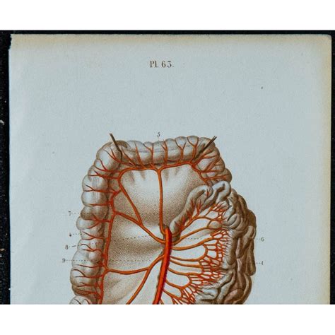 1852 Artère Mésentérique Supérieure Intestin Vascularisation
