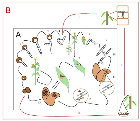 Corn Smut Life Cycle
