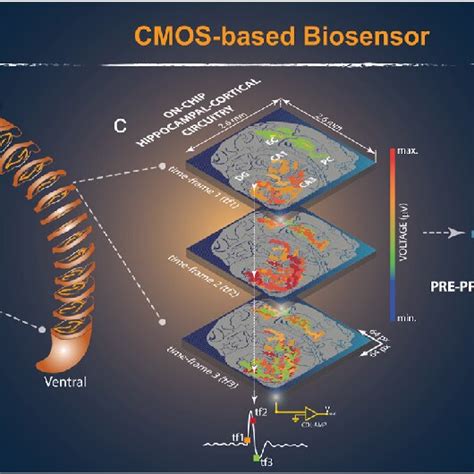 Large Scale Cmos Based Biosensor Framework A Schematic Representation