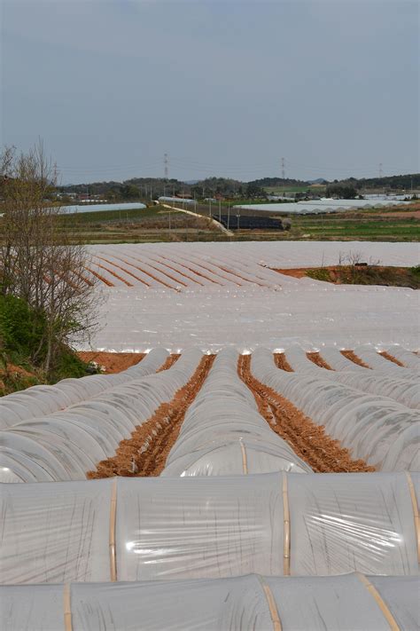 คลังภาพถ่ายฟรีของ กลางแจ้ง การตั้งค่าธรรมชาติ การทำฟาร์ม การปลูกพืชหมุนเวียน การเกษตร การ