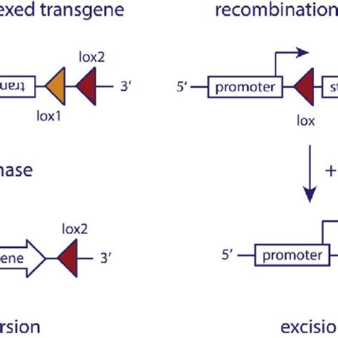 Schematic Illustration Of Two Different Designs Of Transgene Activation Download Scientific
