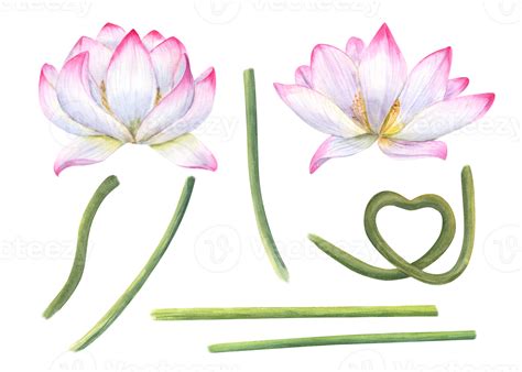 Set Of Pink Lotus Parts For Creating Compositions Blooming Flower