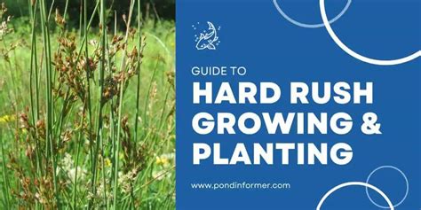 How To Plant And Grow Hard Rush Juncus Inflexus Pond Informer