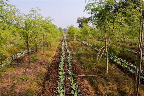 Making The Case For Intercropping Modern Farmer