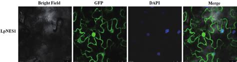 Subcellular Localization Of Lpnes1 In N Benthamiana Confocal Image Of