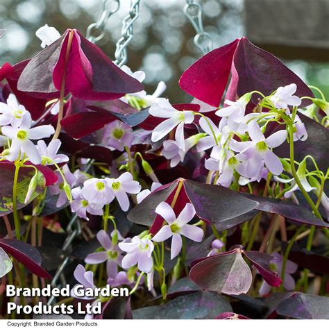 Oxalis Triangularis Burgundy Wine Suttons