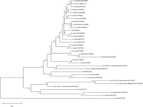 Phylogenetic Relationship On 28s Rrna Gene Of Sarcocystis Spp