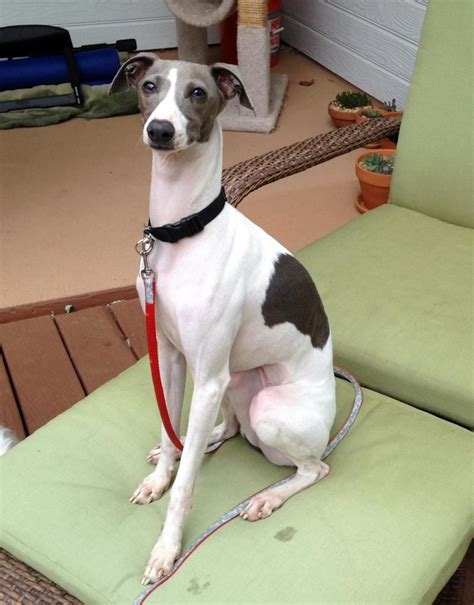 Adopt Pip Austin Area On Artofit