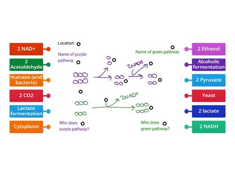 Fermentation Labelled Diagram