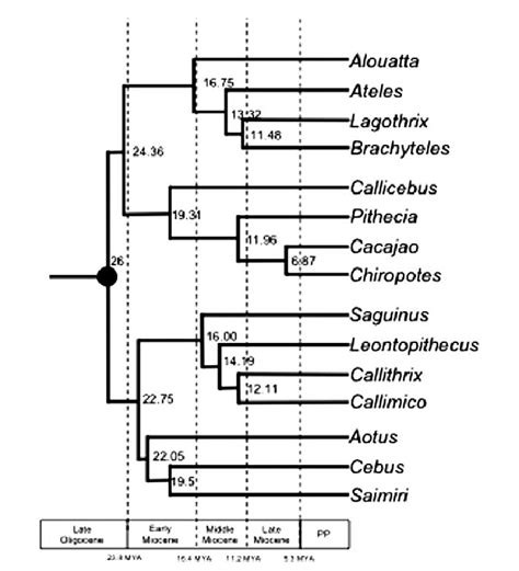 Divergence Time Estimations Based On The Maximum Likelihood And Download Scientific Diagram